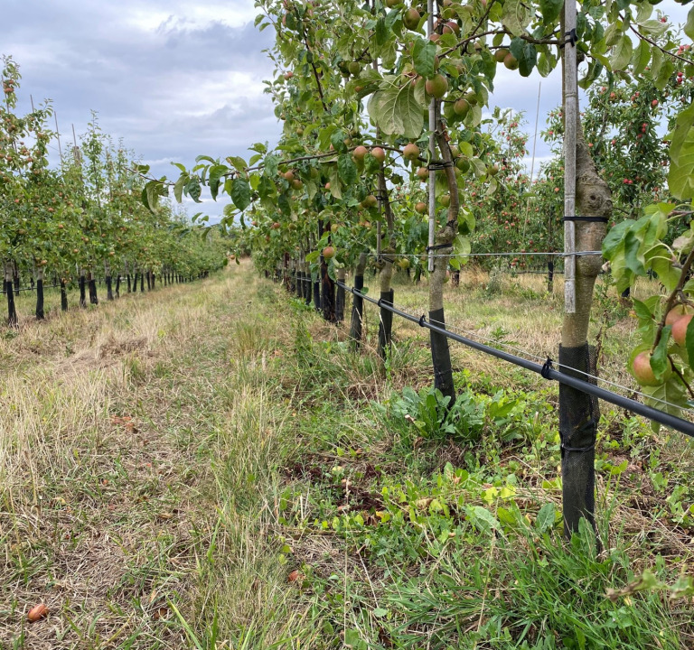 Better weed control arrives for orchards, vineyards and fruit – RootWave